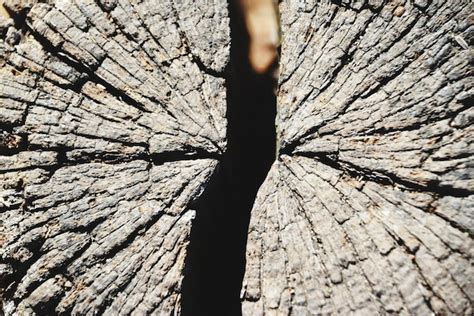 Premium Photo Full Frame Shot Of Tree Trunk