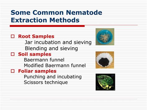Ppt Nematode Extraction Methods Root Extraction Techniques