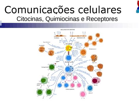 Citocinas Quimiocinas E Receptorescitocina Imunologia Docsity