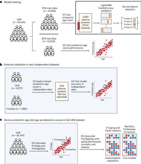 Olink Proteomics On Linkedin Proteomic Aging Clock Predicts Mortality