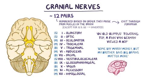 Video Pyramidal And Extrapyramidal Tracts