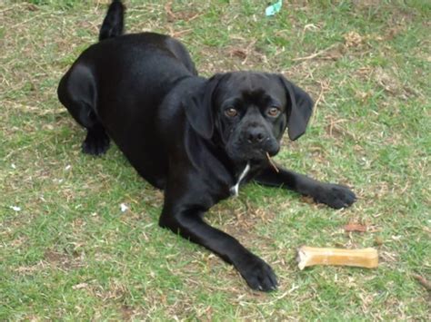 Cocker Pug Pug And Cocker Spaniel Mix