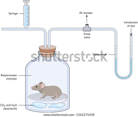 Mouse Experiment Vector Stock Vector Royalty Free 1362275438