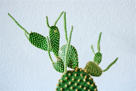 Cactus Etiolation Signs Causes And The Best Ways To Treat It