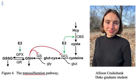 Sex Differences Metabolism