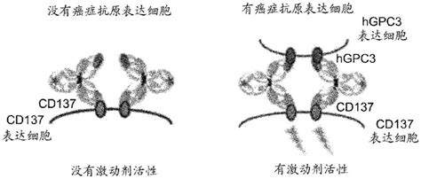 免疫活化抗原结合分子的制作方法