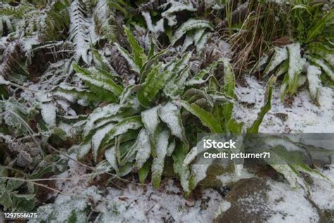 영국 시골 데본의 우드랜드 가든에서 자라는 하트의 혀 고사리 식물의 에버그린 잎에 겨울 서리가 내린다 0명에 대한 스톡 사진 및 기타 이미지 Istock