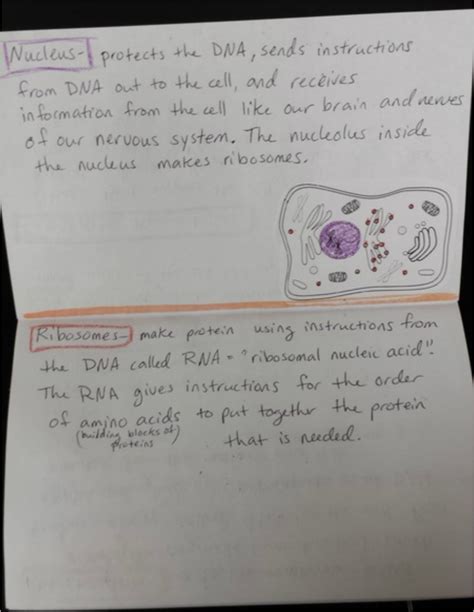 Cell Study Guide Ms Pearrow S Th Grade Science