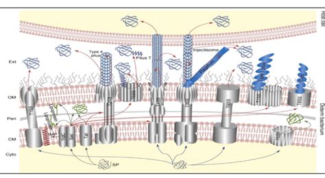 Schematic Representation Of Final Subcellular Localizations Of Secreted
