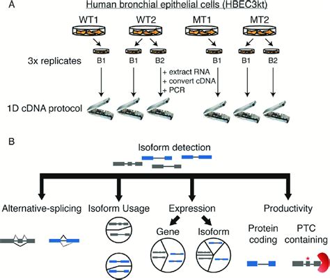 Full Length Isoform Sequencing And Analysis Workflow A Diagram Of Download Scientific