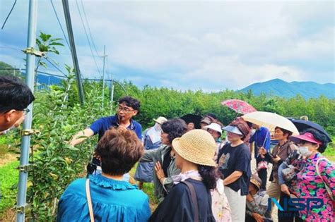 의성군 사과발전연구회 다축과원 현장교육 실시 Nsp통신