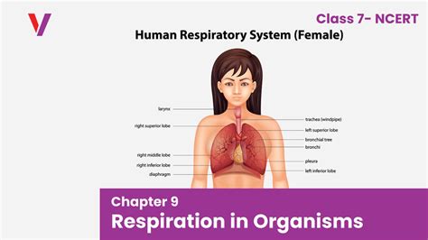 Class 7 Science Q And A Solved Ncert Vikrant Academy®