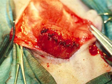 Bladder Polyp Removal 02 Repair Of Bladder Wall In Dogs Canis