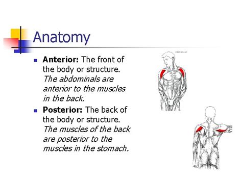 Sports Medicine 15 Unit I Anatomy Part 1
