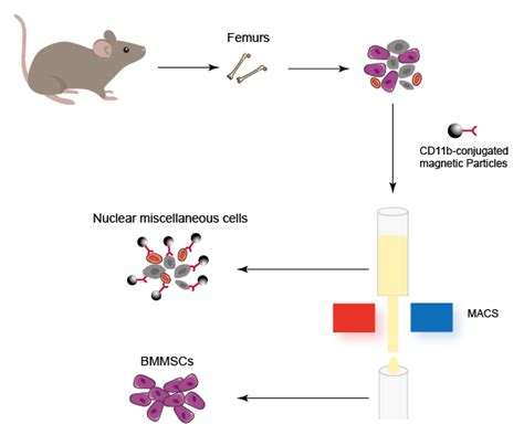 Isolation Of Mouse Bone Marrow Derived Mesenchymal Stem Cells Cd Bioparticles