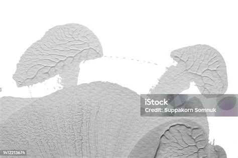 로르샤흐 잉크블롯 방법을 사용하여 흰색 백서 배경에 검은 흰색 추상 아크릴 페인팅 색상 텍스처 0명에 대한 스톡 사진 및 기타 이미지 Istock