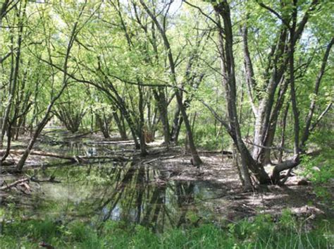 The Sex Life Of Floodplain Trees