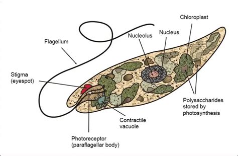 Euglena Definition Characteristics Structure Reproduction