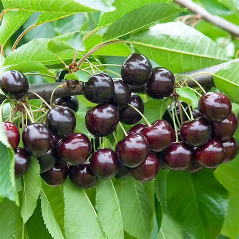Bing Cherry Trees Pollination