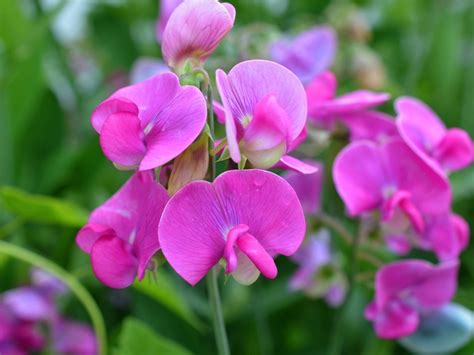 How To Grow Perennial Sweet Pea Gardening Know How