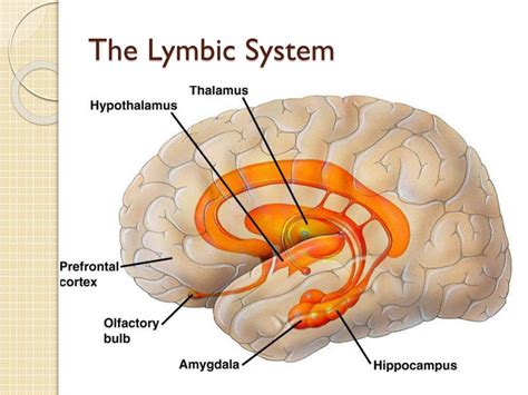 Ppt Emotional Memory The Prefrontal Cortex And Phineas Gage Powerpoint Presentation Id 2206491