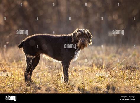 Bohemian Wirehaired Pointing Griffon Work With Hunter On The Meadow
