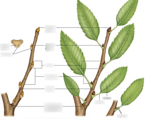 Woody Twig Diagram Quizlet