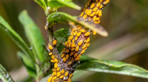 11 Types Of Aphids Found In The Garden