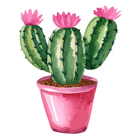 Cactus Plant Flower Illustration