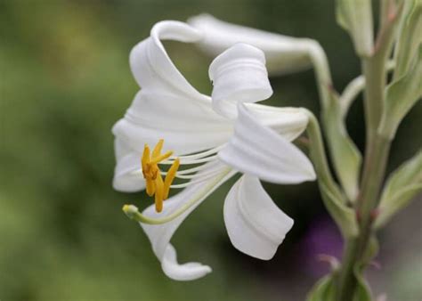 Madonna Lily 🕊️ 🌼 The Pure Fragrant Beauty Of History And Gardens