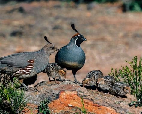 A Quail Bird And Their Adaptations Survival Secrets Unveiled Birds