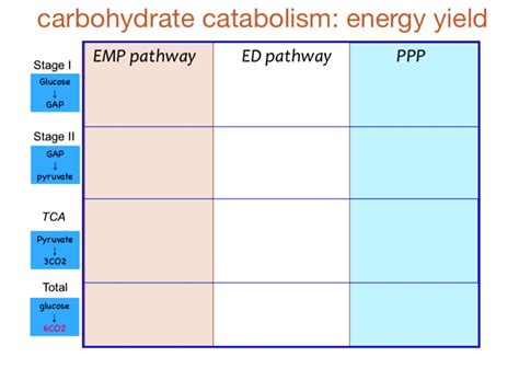 Carbohydrate Catabolism Energy Yield Emp Pathway Ed Pathway Ppp Stage