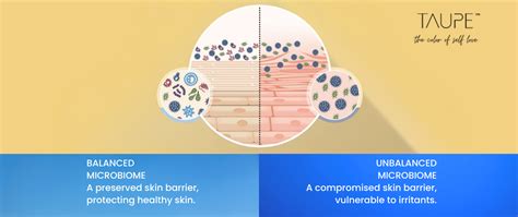 The Probiotic Advantage How Skin Care Supports Your Skin Microbiome