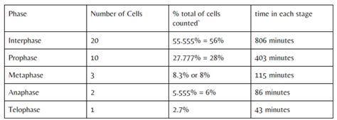 Cell Division Lab Brennan Garcia S