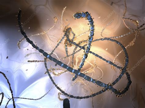 Peptostreptococcus Sp Bacteria Artwork Stock Image C022 7083 Science Photo Library