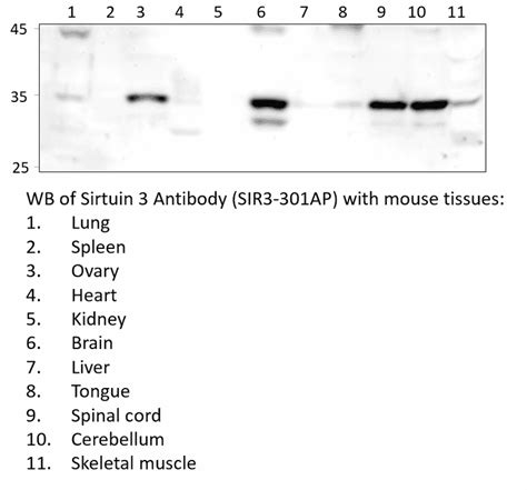 Anti Sirt3 Antibody A54918