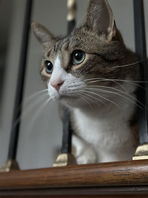 Claude The Cat Album On Imgur