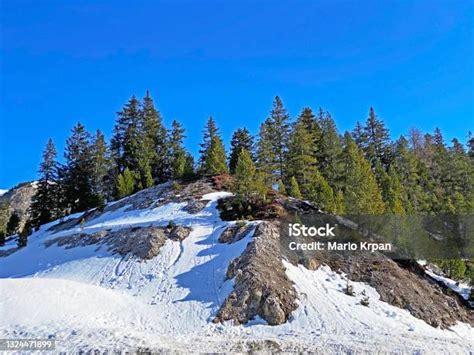 Suasana Musim Semi Di Hutan Konifer Alpine Dan Di Antara Pohonpohon