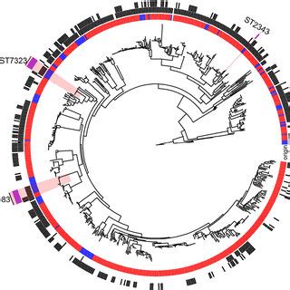 Core Genome Phylogeny Of The Australian Blue And International Download Scientific