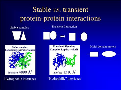 Ppt Protein Protein Interactions Powerpoint Presentation Free Download Id 2708888