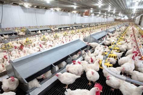 Unlocking The Potential Of Artificial Intelligence And Machine Learning In Poultry Management