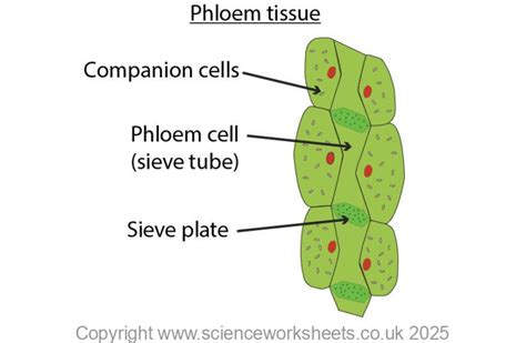Aqa Gcse Cells Tissues Organs And Organ Systems Biology Science