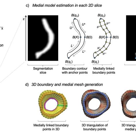 Generation Of A 3d Medial Mesh From An Image Segmentation Of The Aortic Download Scientific