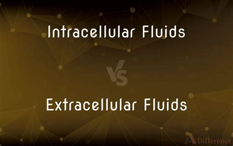 Intracellular Fluids Vs Extracellular Fluids Whats The Difference