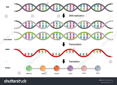 Diagram Dna Replication Transcription Translation Stock Vector Royalty