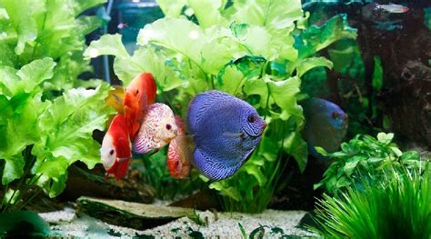 Most Beautiful Fish Aquarium