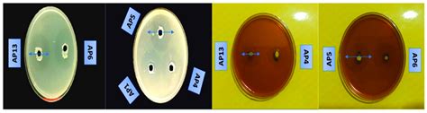 Chitinase And Protease Activity Of A Selection Of The Isolated Strains