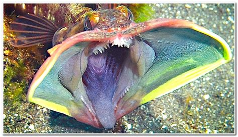 10 Strangest Deep Sea Creatures Ever Discovered Youtu