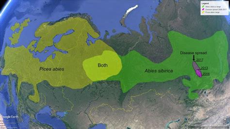 Map Of Eurasia Showing Distribution Range Of Picea Abies Dark Yellow Download Scientific