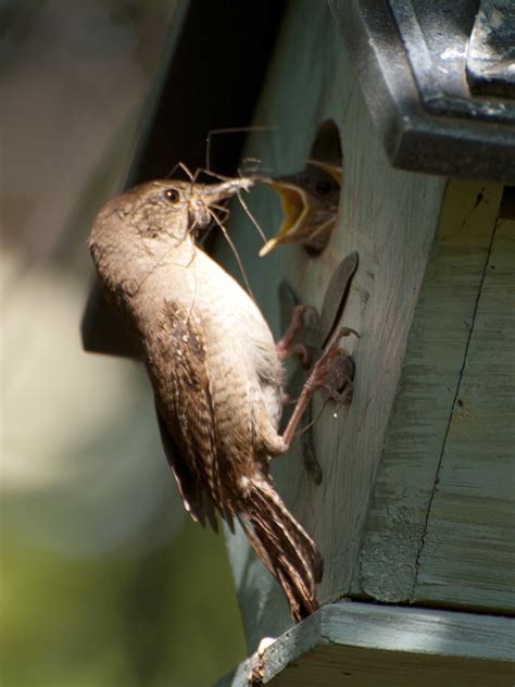 Wrens Feeding Babies Our Habitat Garden